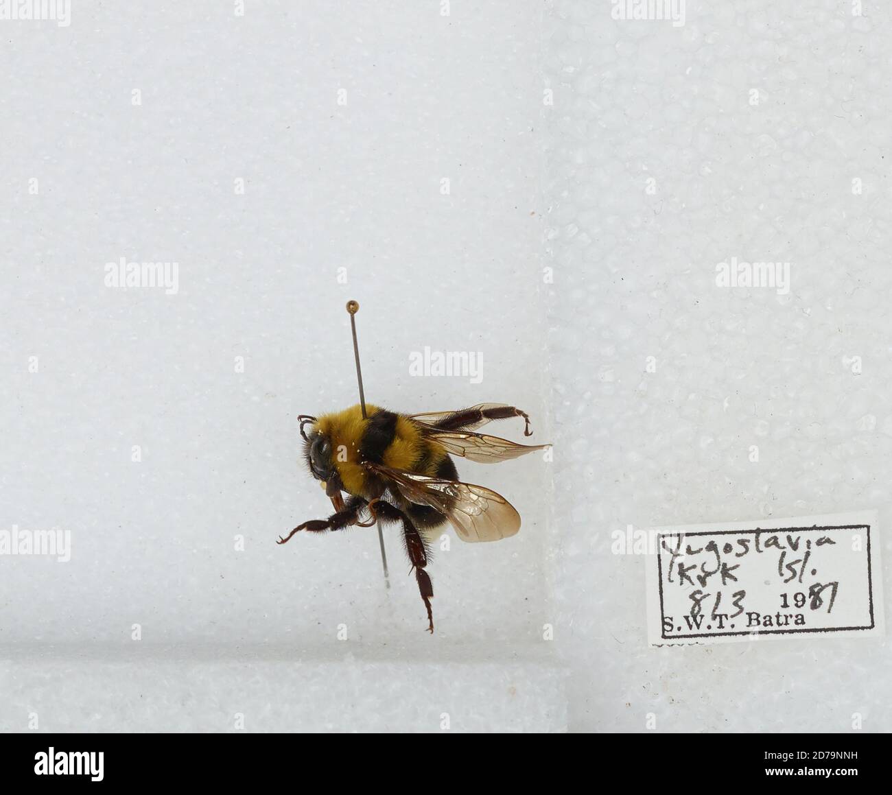 Krk Island, Primorsko-Goranska, Croatia, Bombus sp., Animalia ...