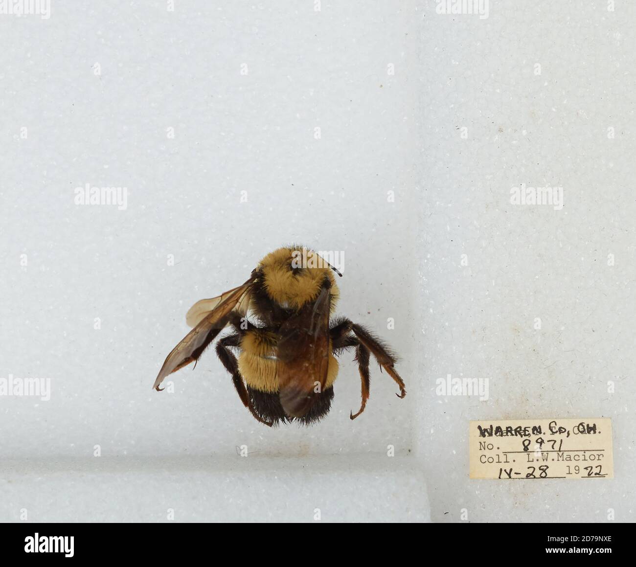 Warren, Ohio, United States, Bombus (Bombus) affinis Cresson, Animalia ...