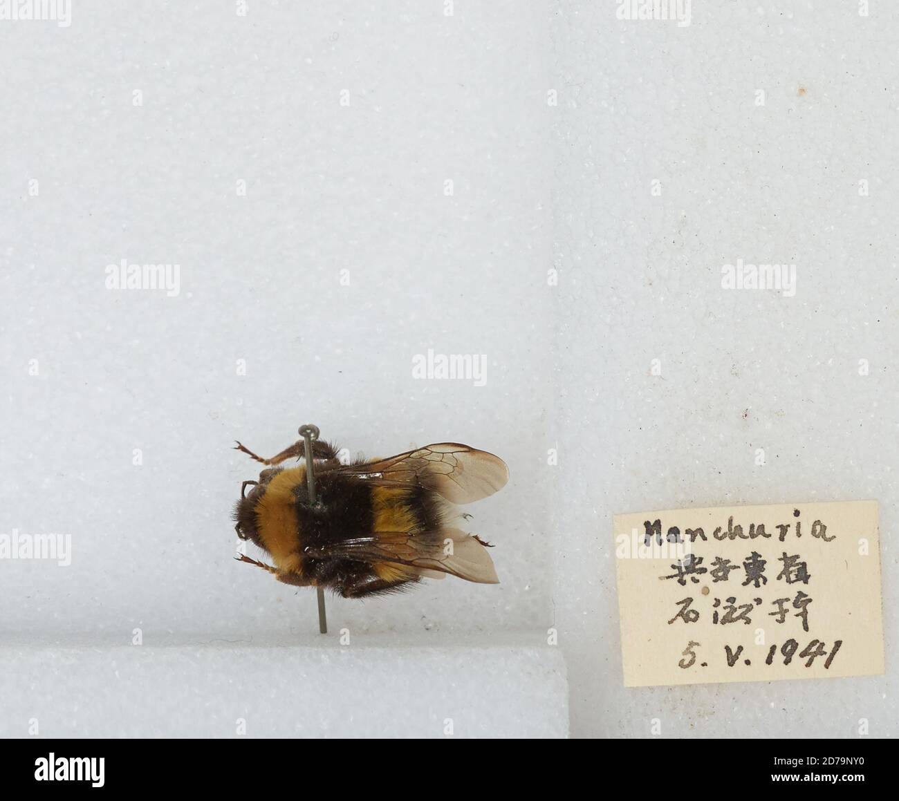 Manchuria, China, Bombus sp., Animalia, Arthropoda, Insecta ...