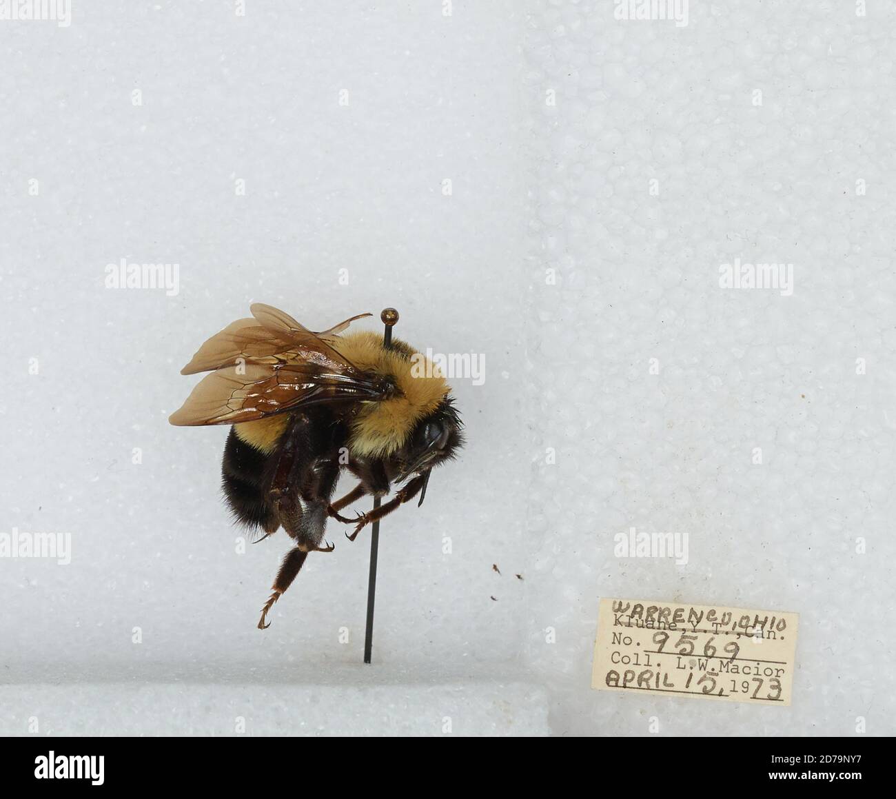Warren, Ohio, United States, Bombus (Bombus) affinis Cresson, Animalia ...