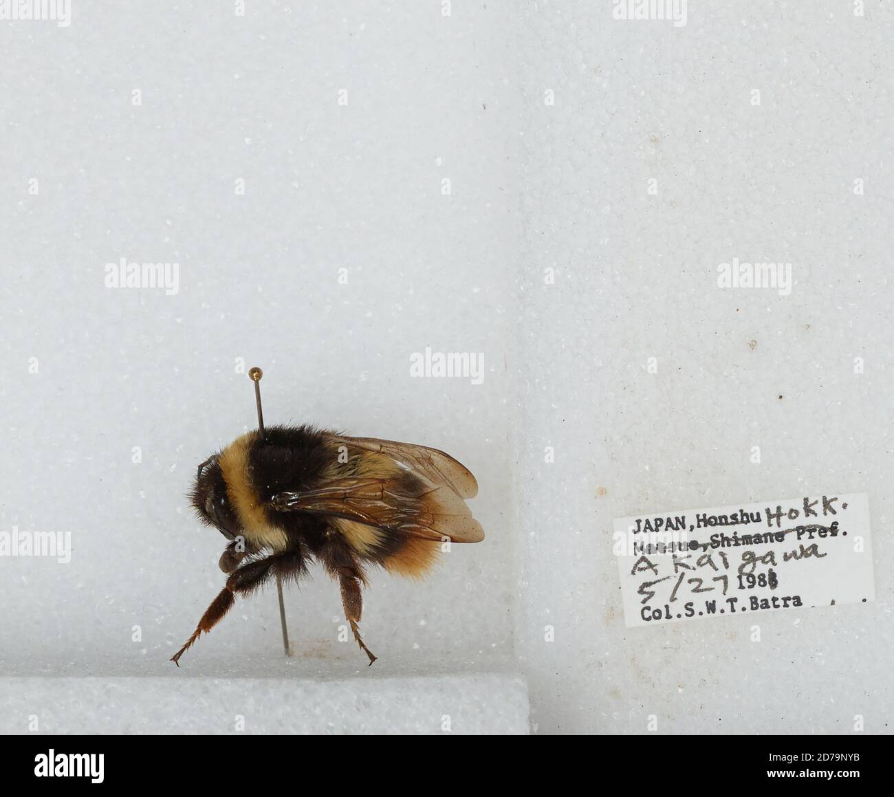 Japan akaigawa hi-res stock photography and images - Alamy