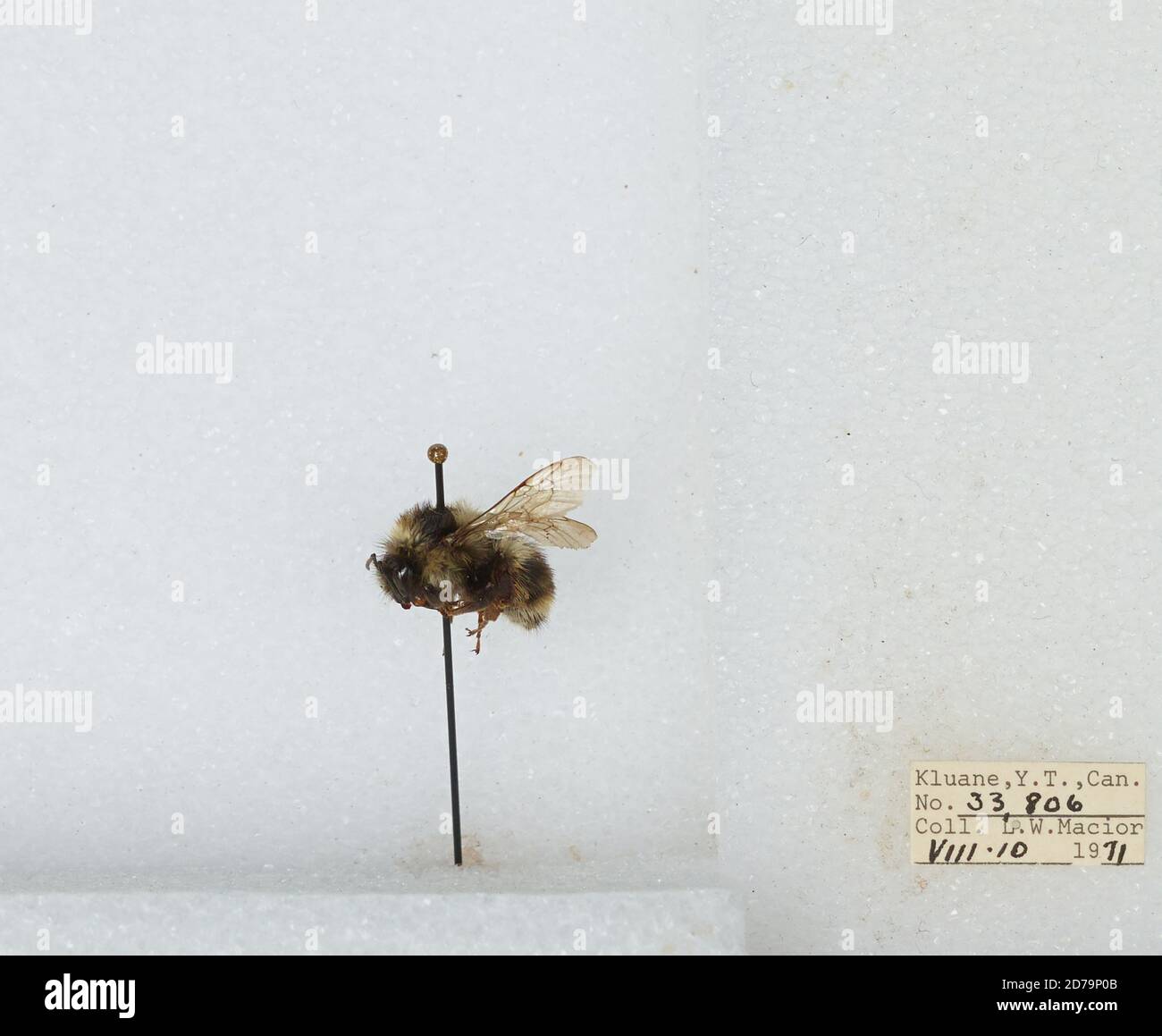 Kluane, Yukon Territory, Canada, Bombus bifarius nearcticus, Animalia, Arthropoda, Insecta ...