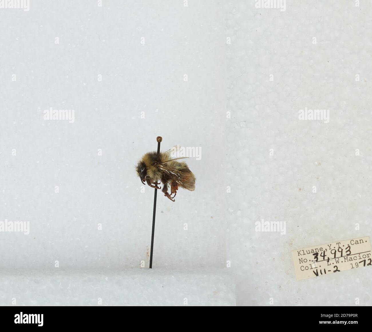 Kluane, Yukon Territory, Canada, Bombus bifarius nearcticus, Animalia ...