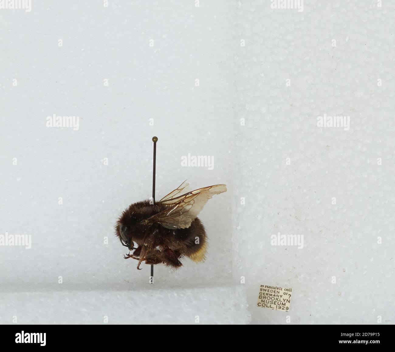 Sweden or Germany, Bombus sp., Animalia, Arthropoda, Insecta ...