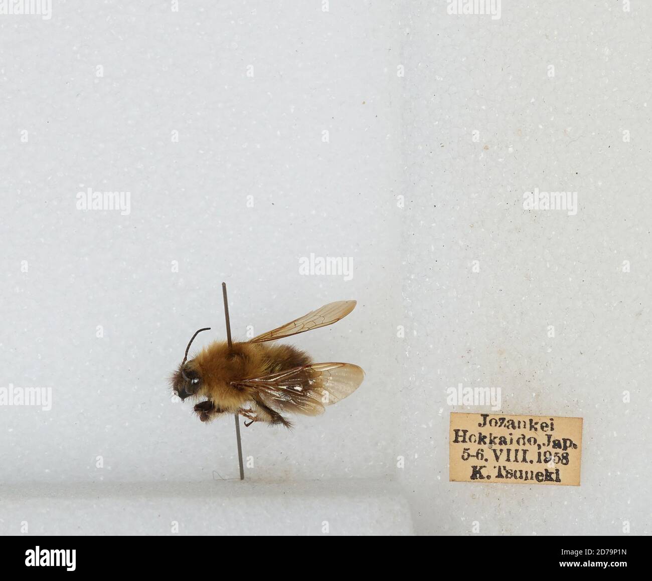 JÅ zankei, Hokkaido, Japan, Bombus sp., Animalia, Arthropoda, Insecta, Hymenoptera, Apidae ...