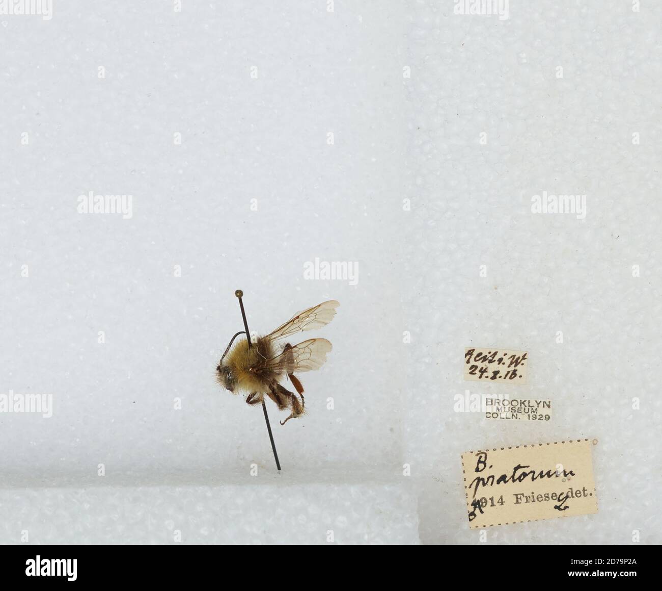 Bombus sp., Animalia, Arthropoda, Insecta, Hymenoptera, Apidae, Apinae ...