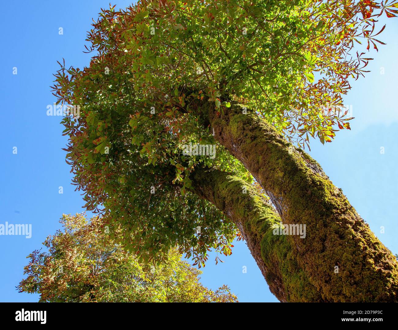 The canopy of the tree. View from below Stock Photo - Alamy