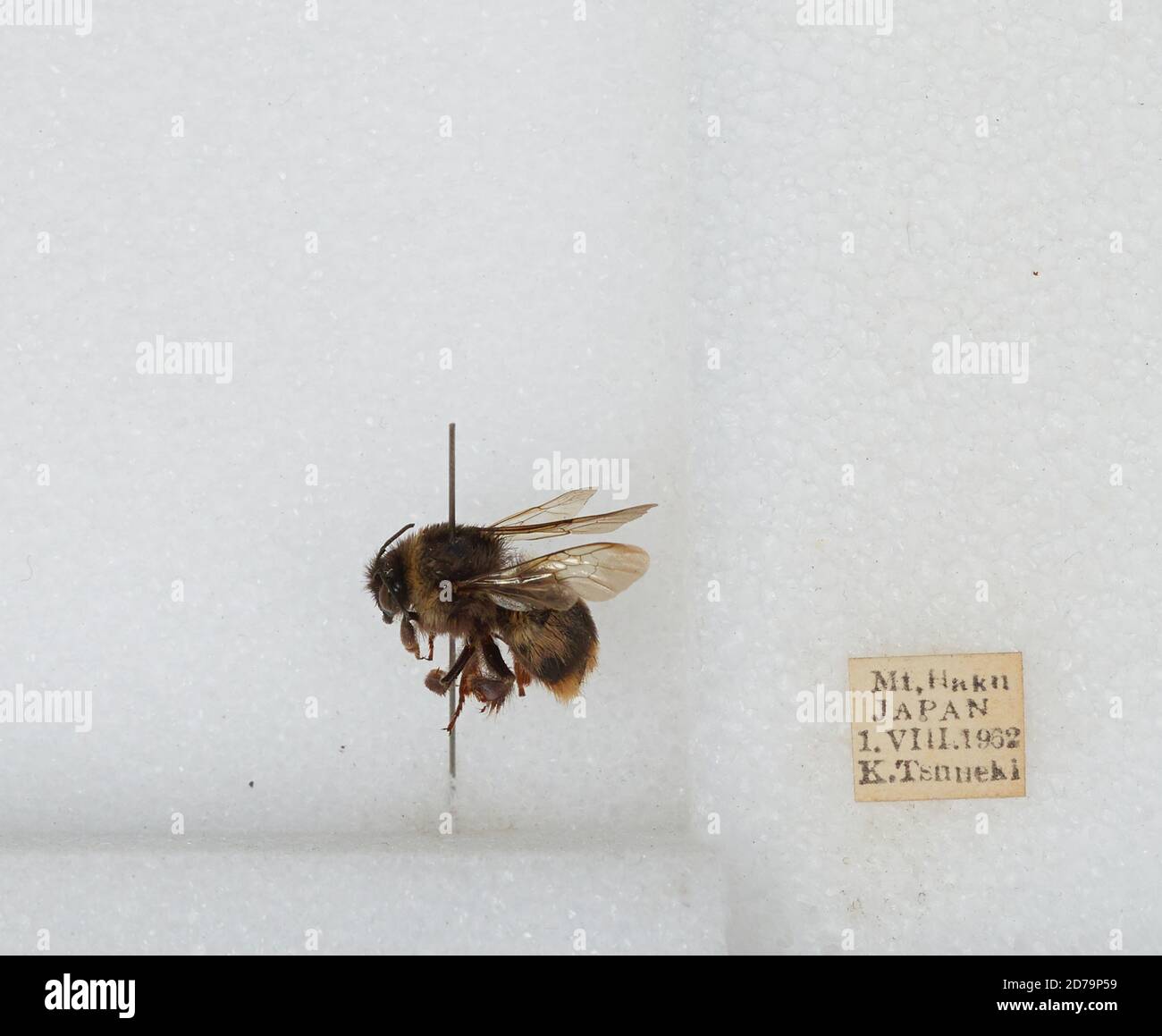 Mt. Haku, Japan, Bombus sp., Animalia, Arthropoda, Insecta, Hymenoptera ...