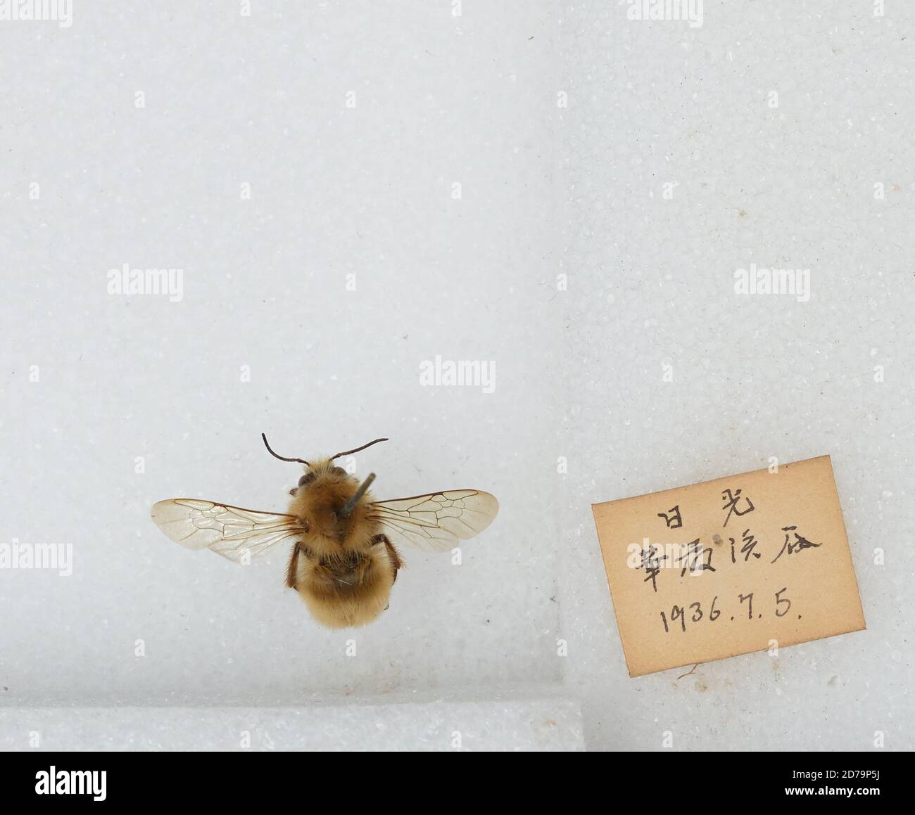 Bombus sp., Animalia, Arthropoda, Insecta, Hymenoptera, Apidae, Apinae ...