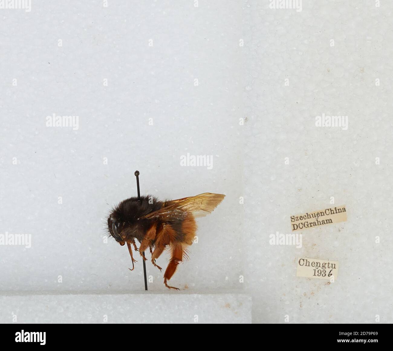 Chengdu, Sichuan, China, Bombus sp., Animalia, Arthropoda, Insecta, Hymenoptera, Apidae, Apinae ...