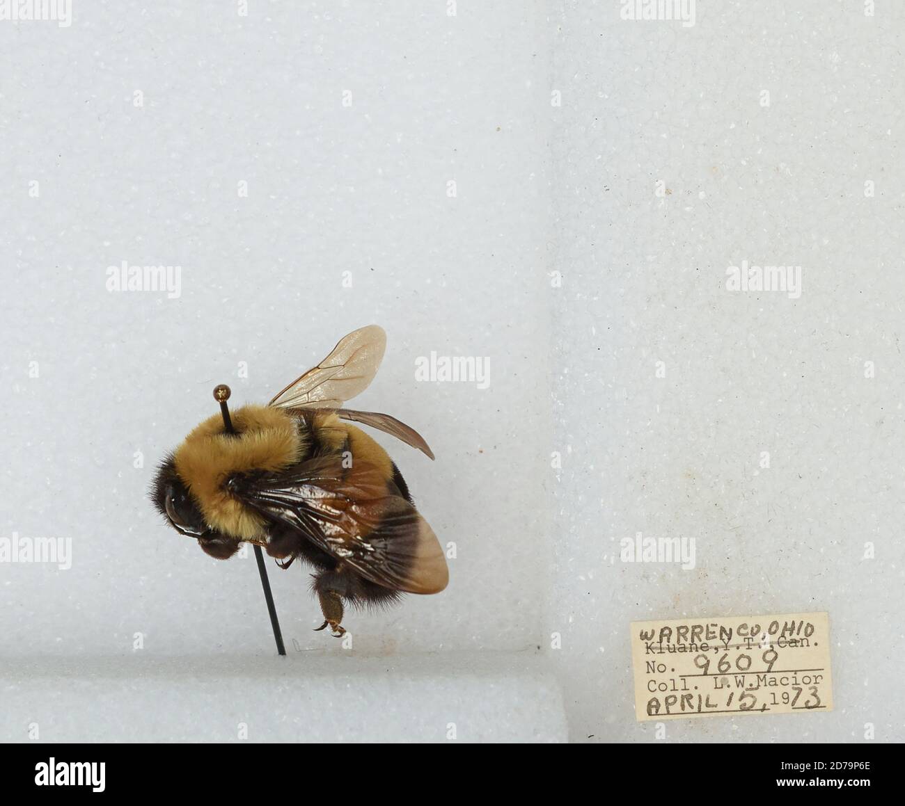 Warren, Ohio, United States, Bombus (Bombus) affinis Cresson, Animalia ...