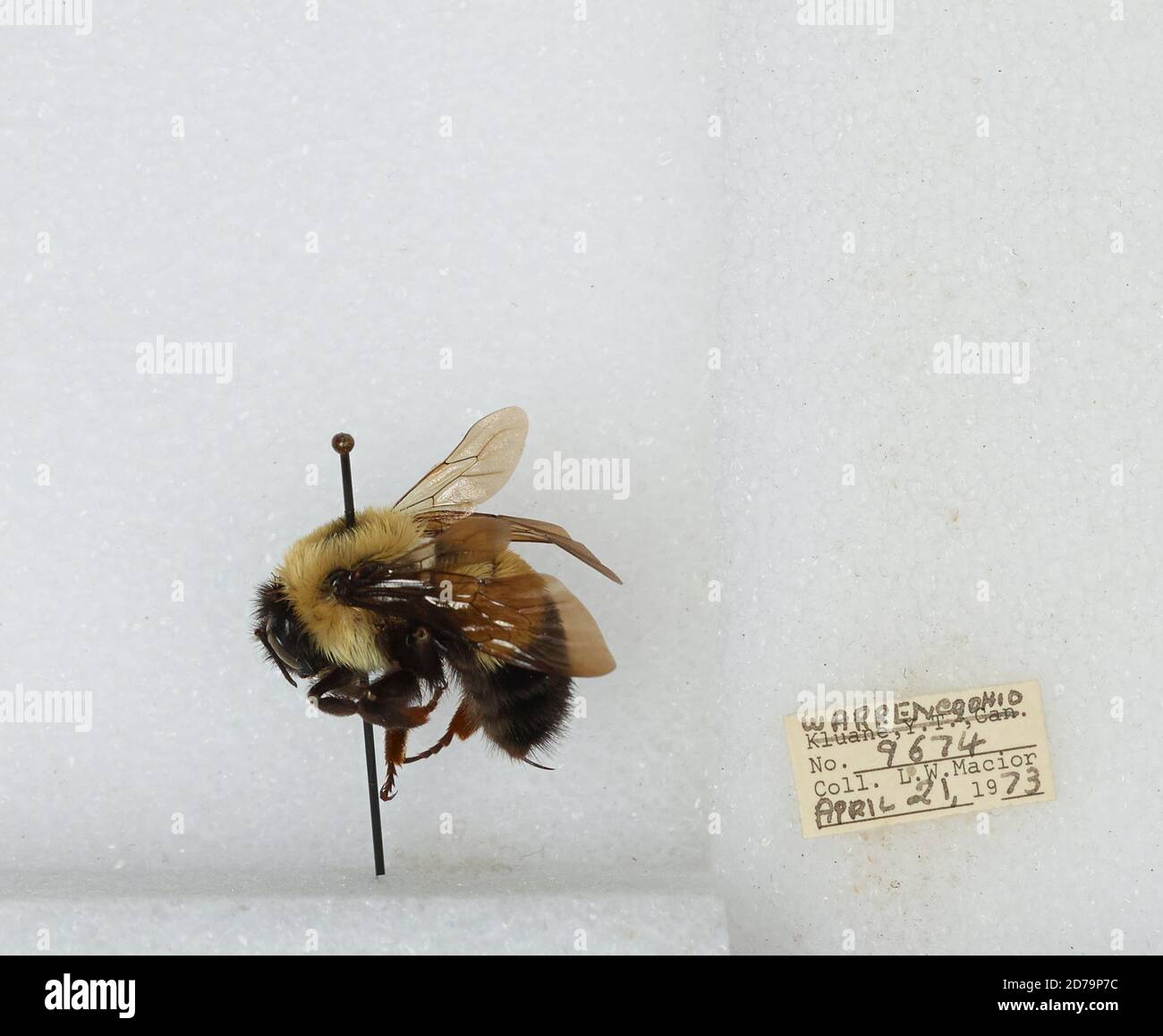 Warren, Ohio, United States, Bombus (Bombus) affinis Cresson, Animalia ...