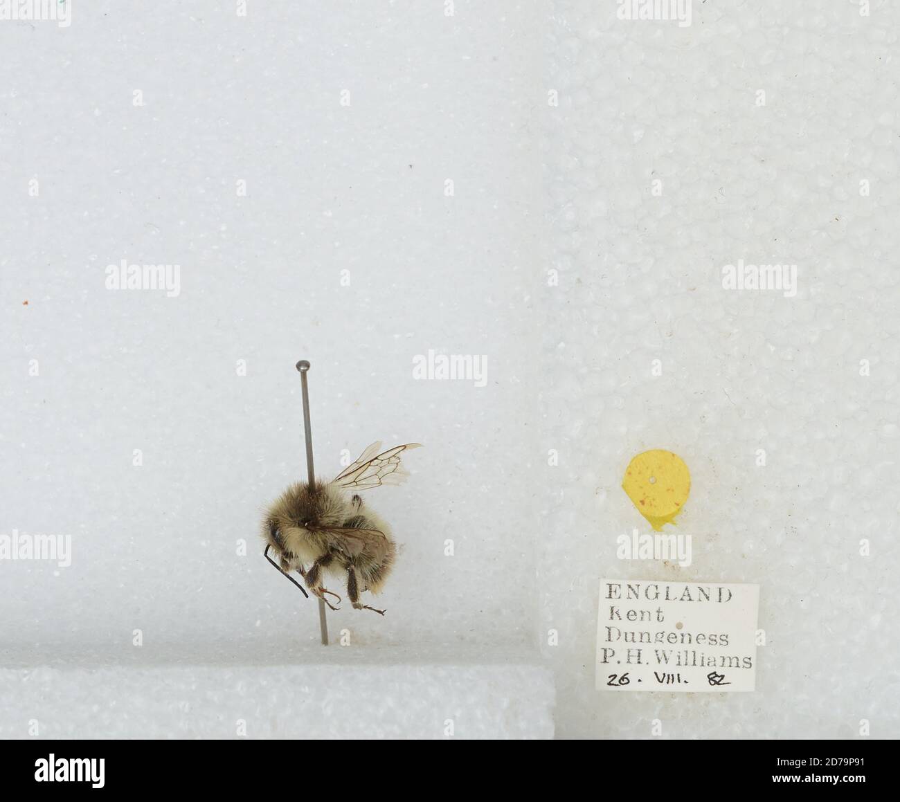 Dungeness, Kent, England, United Kingdom, Bombus sp., Animalia ...