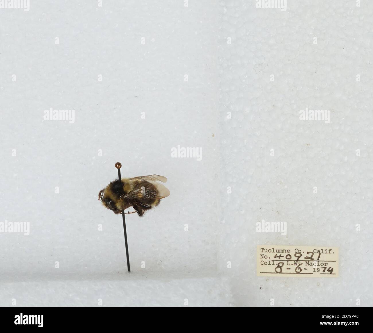 Tuolumne, California, United States, Bombus bifarius nearcticus ...