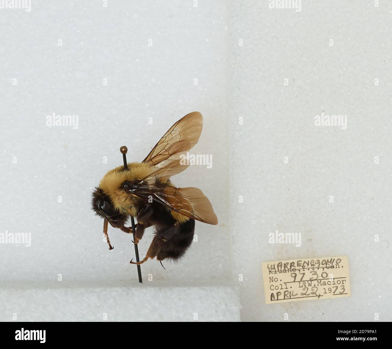 Warren, Ohio, United States, Bombus (Bombus) affinis Cresson, Animalia ...