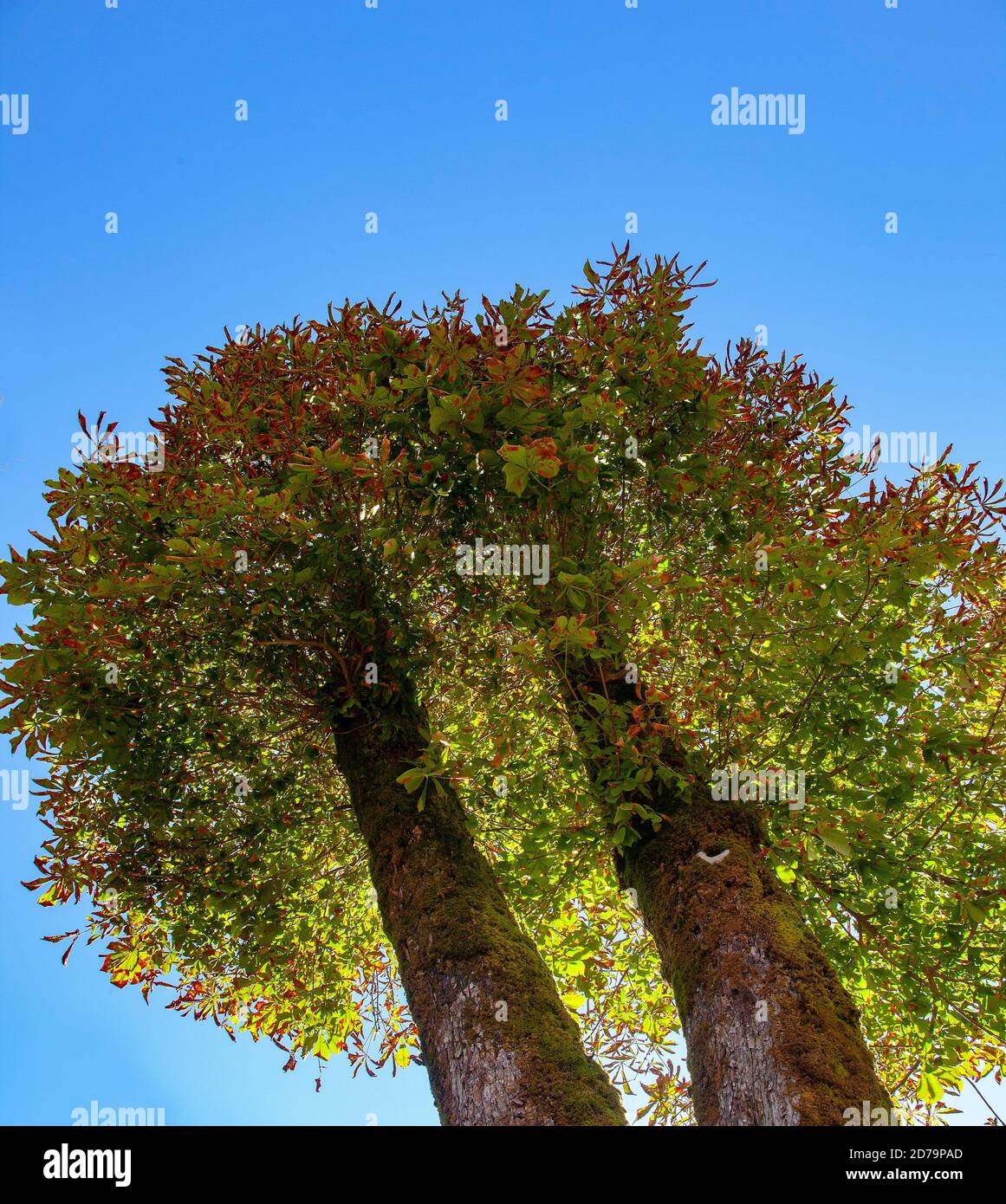 Tree view from below hi-res stock photography and images - Alamy