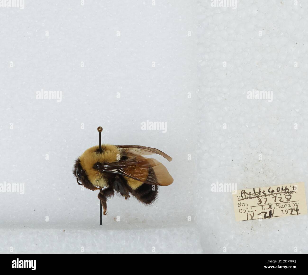 Preble, Ohio, United States, Bombus (Bombus) affinis Cresson, Animalia ...
