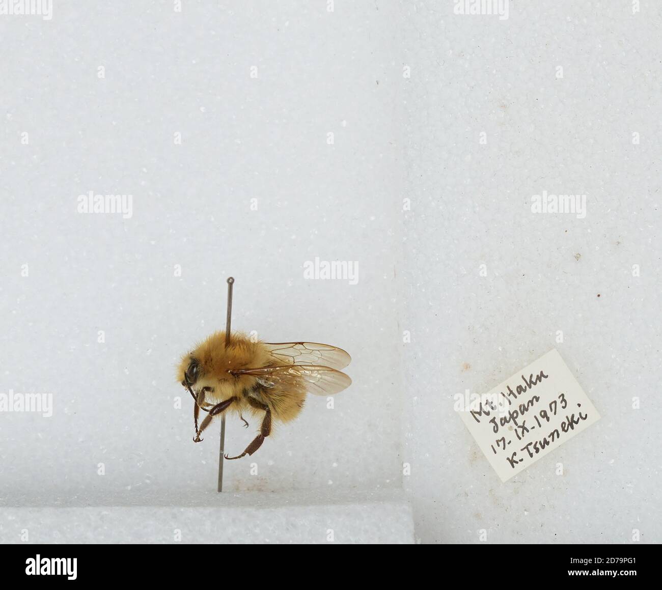 Mt. Haku, Japan, Bombus sp., Animalia, Arthropoda, Insecta, Hymenoptera ...