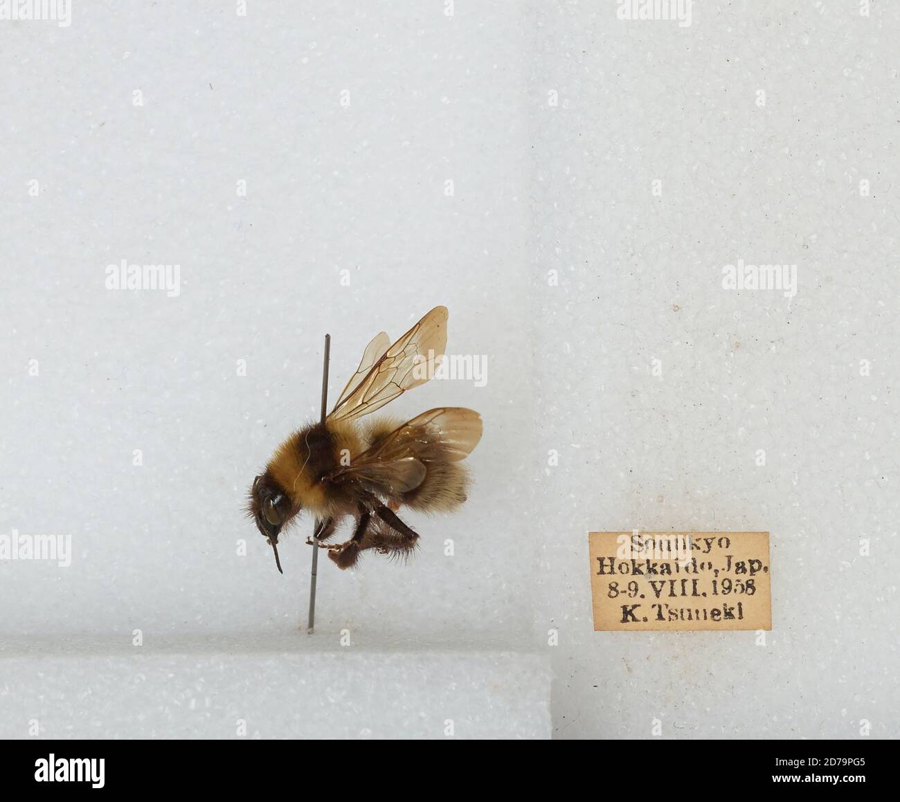 Sounkyo, Hokkaido, Japan, Bombus sp., Animalia, Arthropoda, Insecta, Hymenoptera, Apidae, Apinae ...