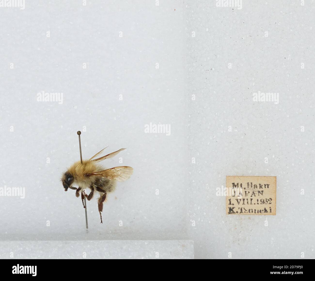 Mt. Haku, Japan, Bombus sp., Animalia, Arthropoda, Insecta, Hymenoptera ...