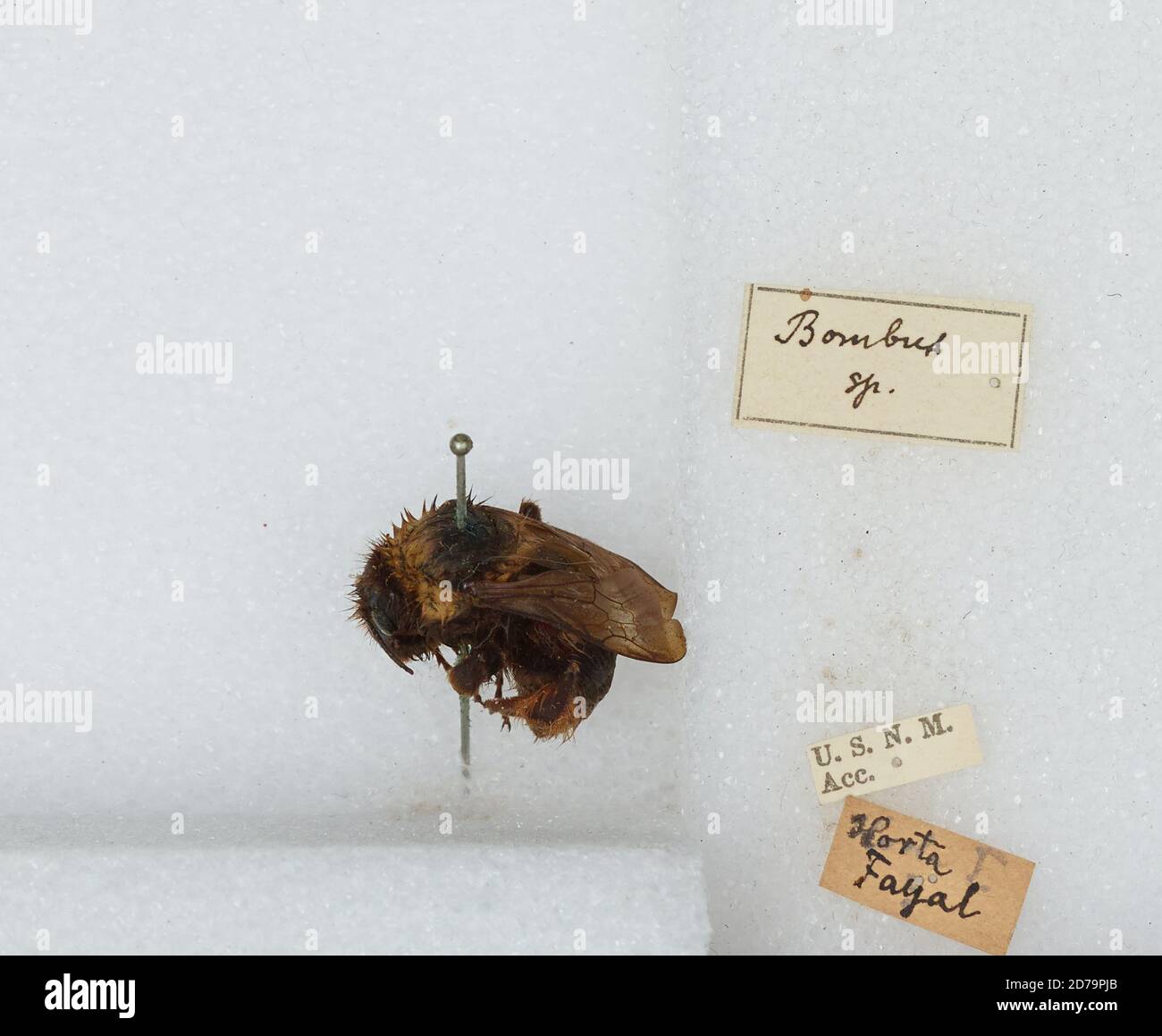 Horta, Faial, Horta, Azores, Portugal, Bombus sp., Animalia, Arthropoda ...