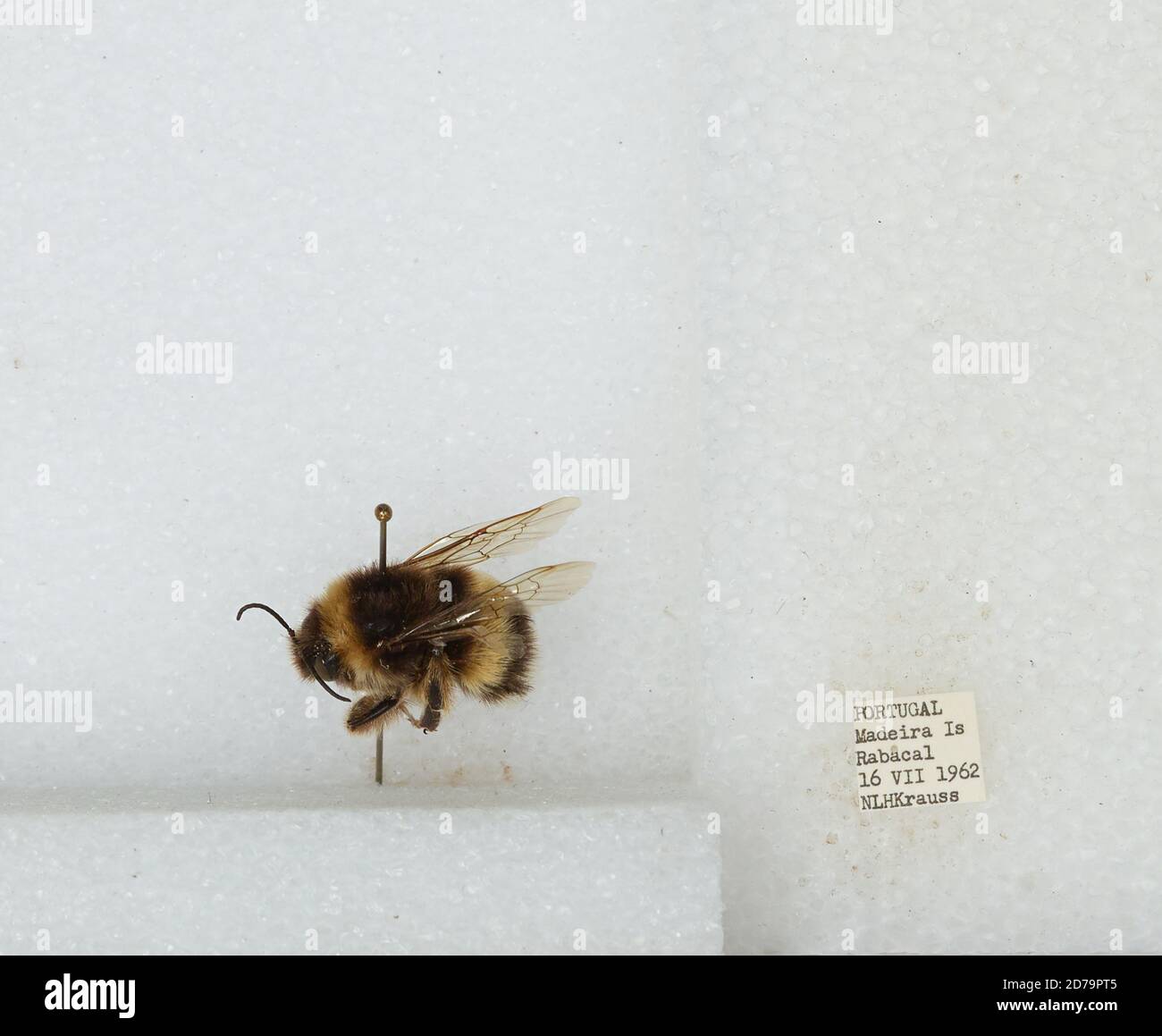 Madeira Island, Rabacal, Madeira, Portugal, Bombus sp., Animalia ...