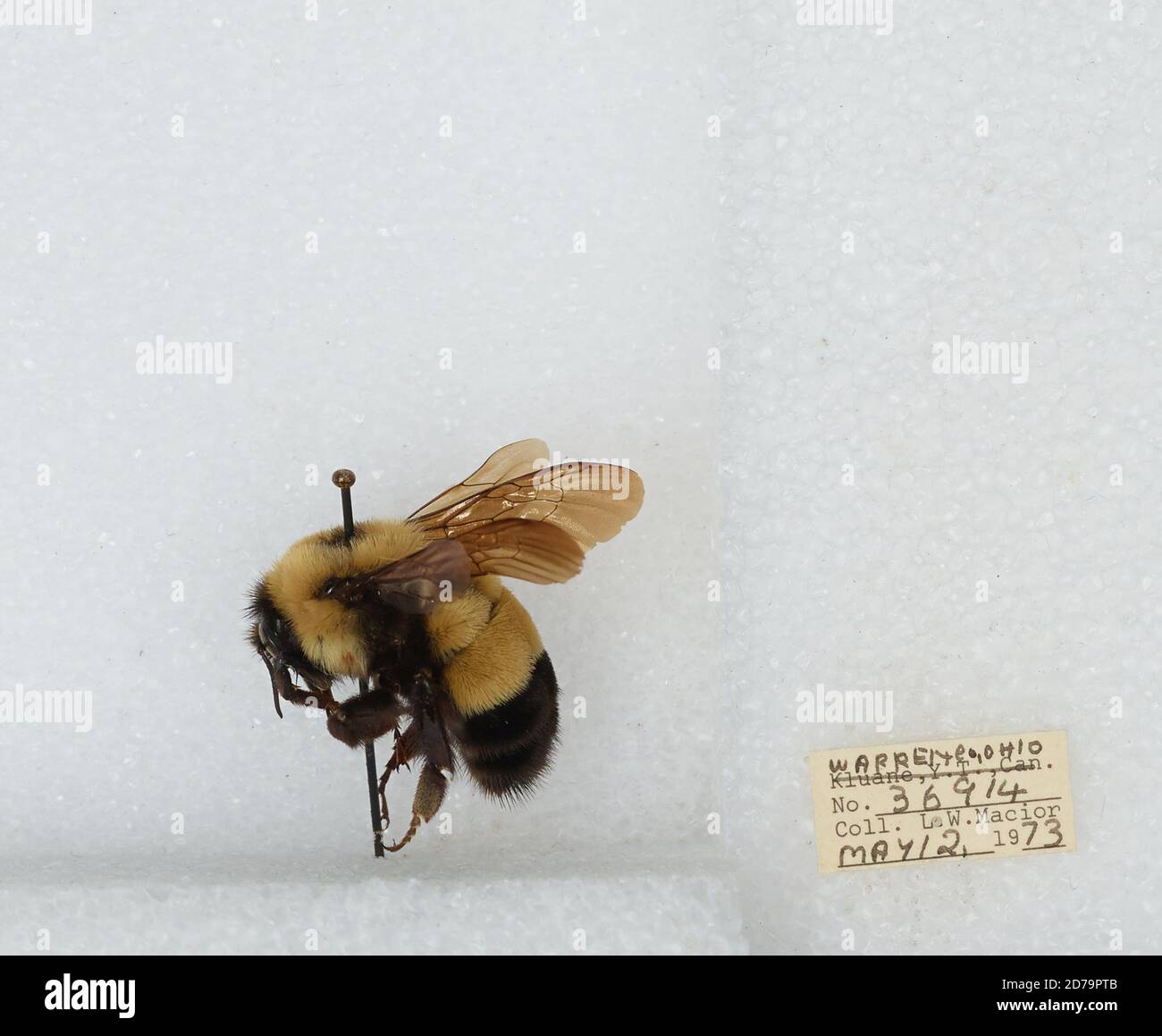Warren, Ohio, United States, Bombus (Bombus) affinis Cresson, Animalia ...