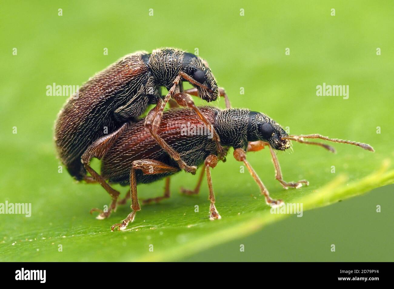 Weevils hi-res stock photography and images - Alamy