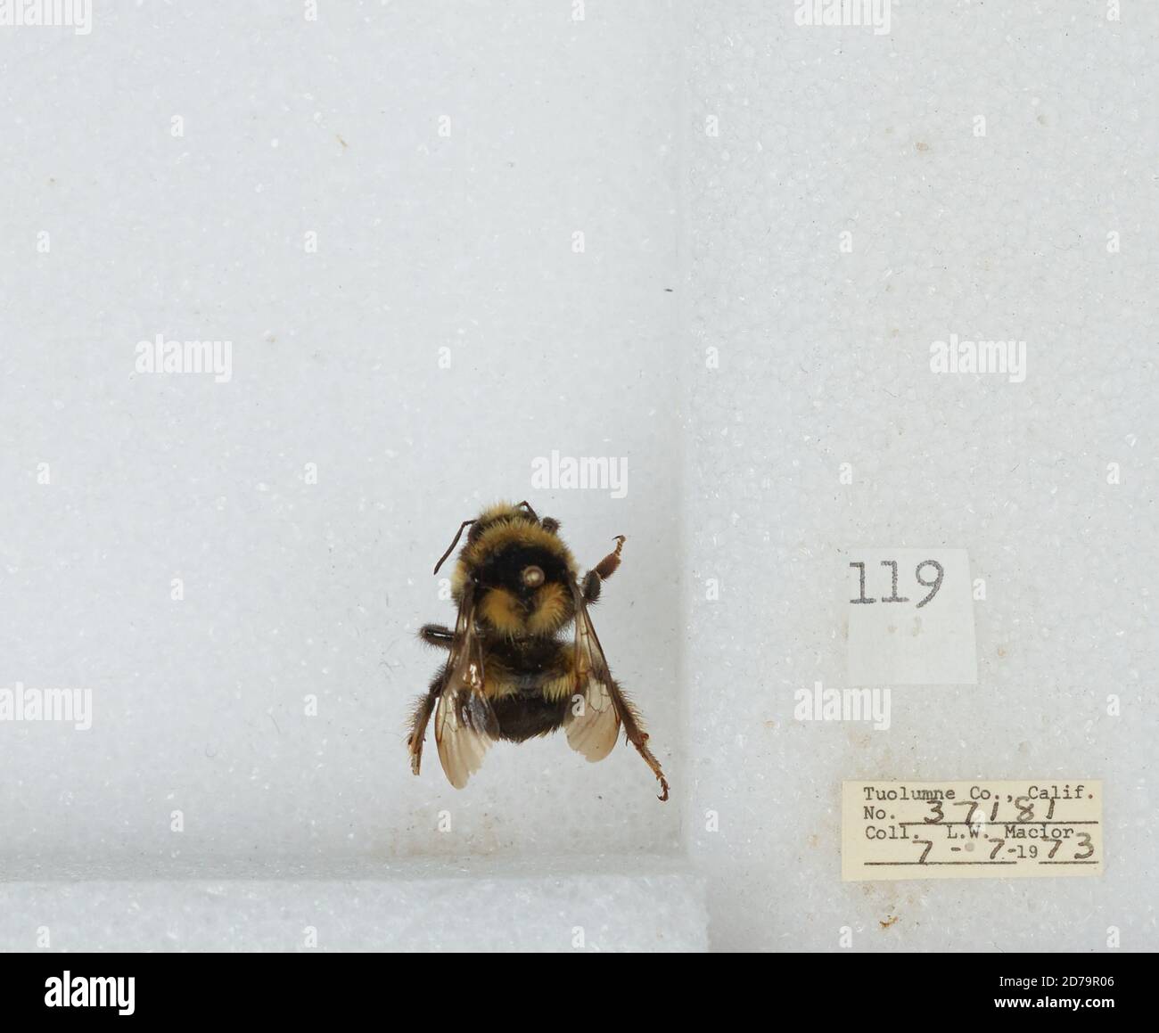 Tuolumne, California, United States, Bombus bifarius nearcticus ...