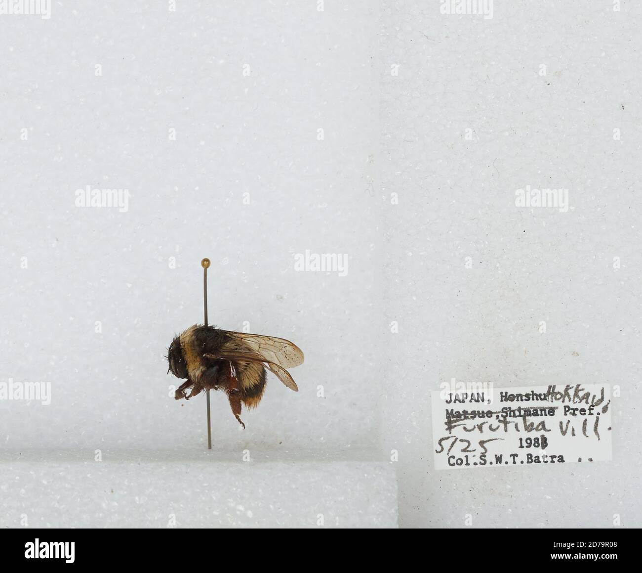 Furutiba Village, Hokkaido, Japan, Bombus sp., Animalia, Arthropoda, Insecta, Hymenoptera ...