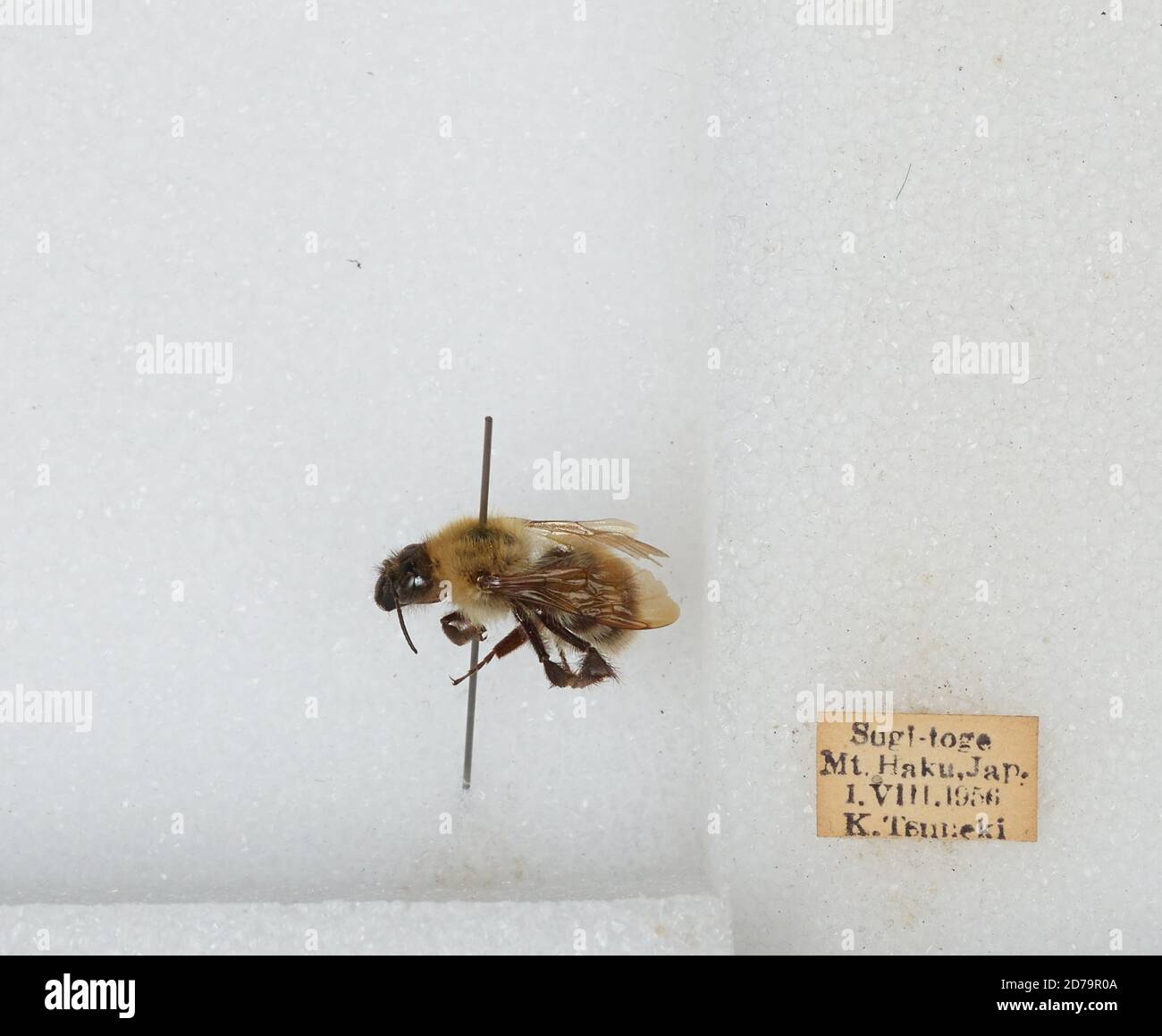 Mt. Haku, Sugitoge, Japan, Bombus sp., Animalia, Arthropoda, Insecta ...