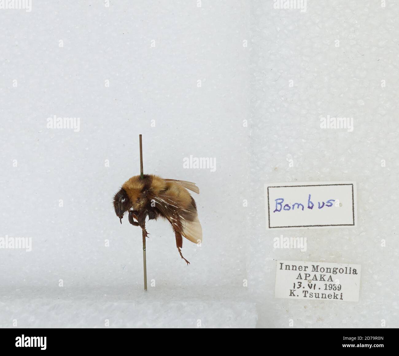 Abag Qi, Inner Mongolia, China, Bombus sp., Animalia, Arthropoda ...