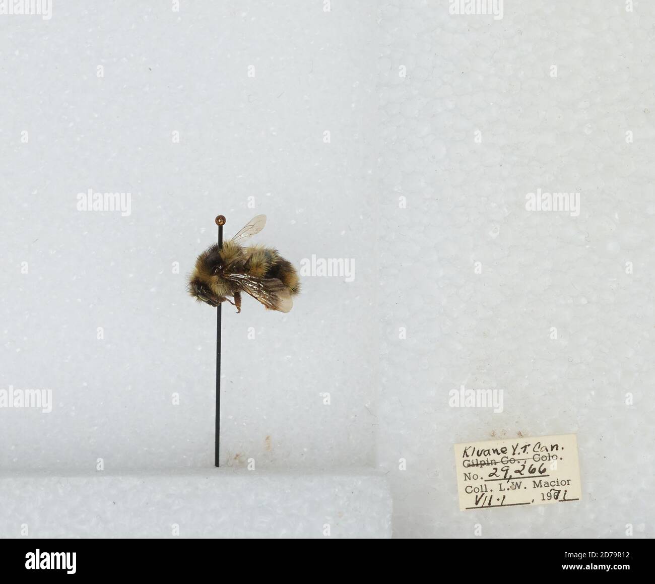 Kluane, Yukon Territory, Canada, Bombus bifarius nearcticus, Animalia ...