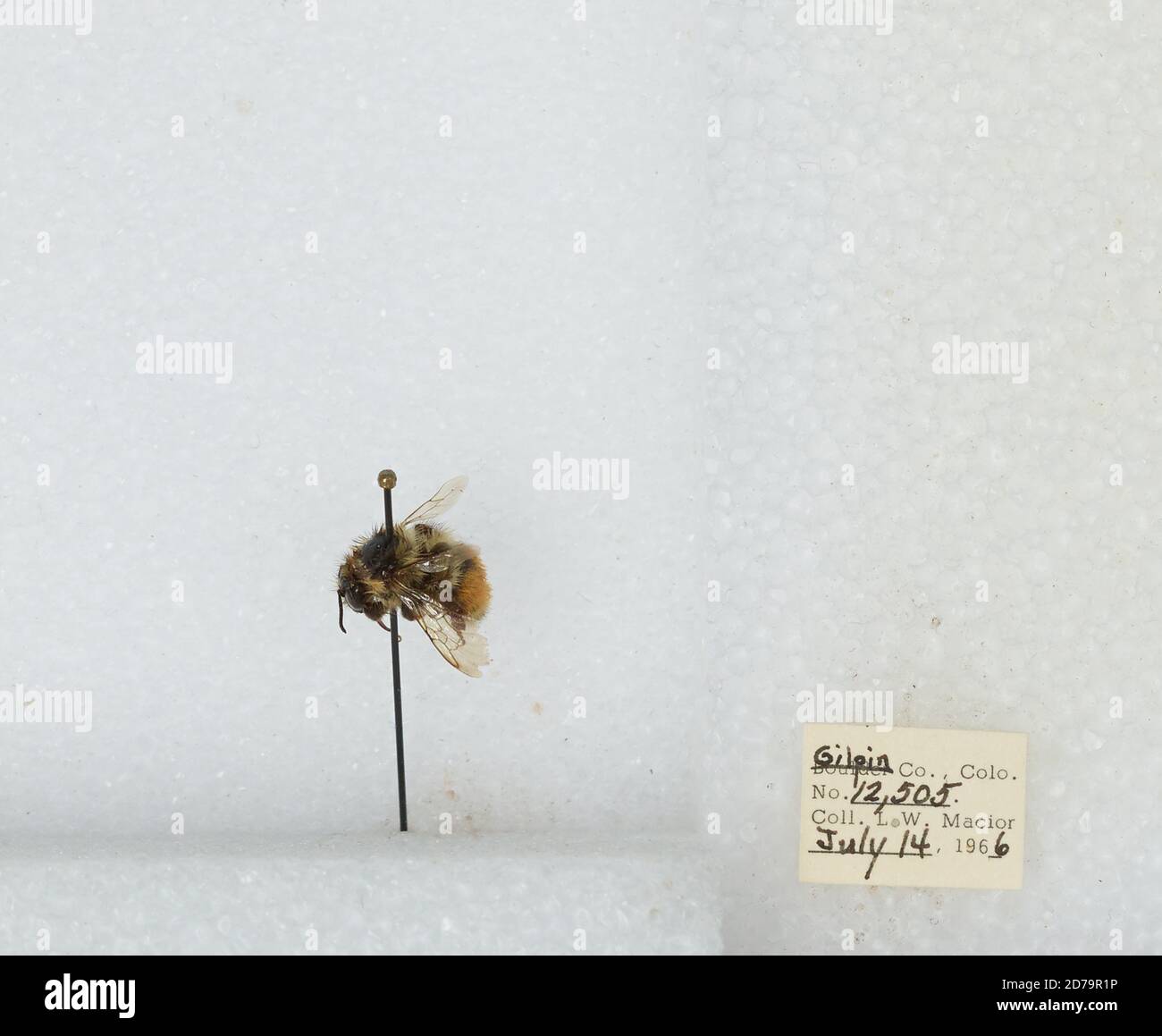 Gilpin, Colorado, United States, Bombus (Pyrobombus) bifarius Cresson ...
