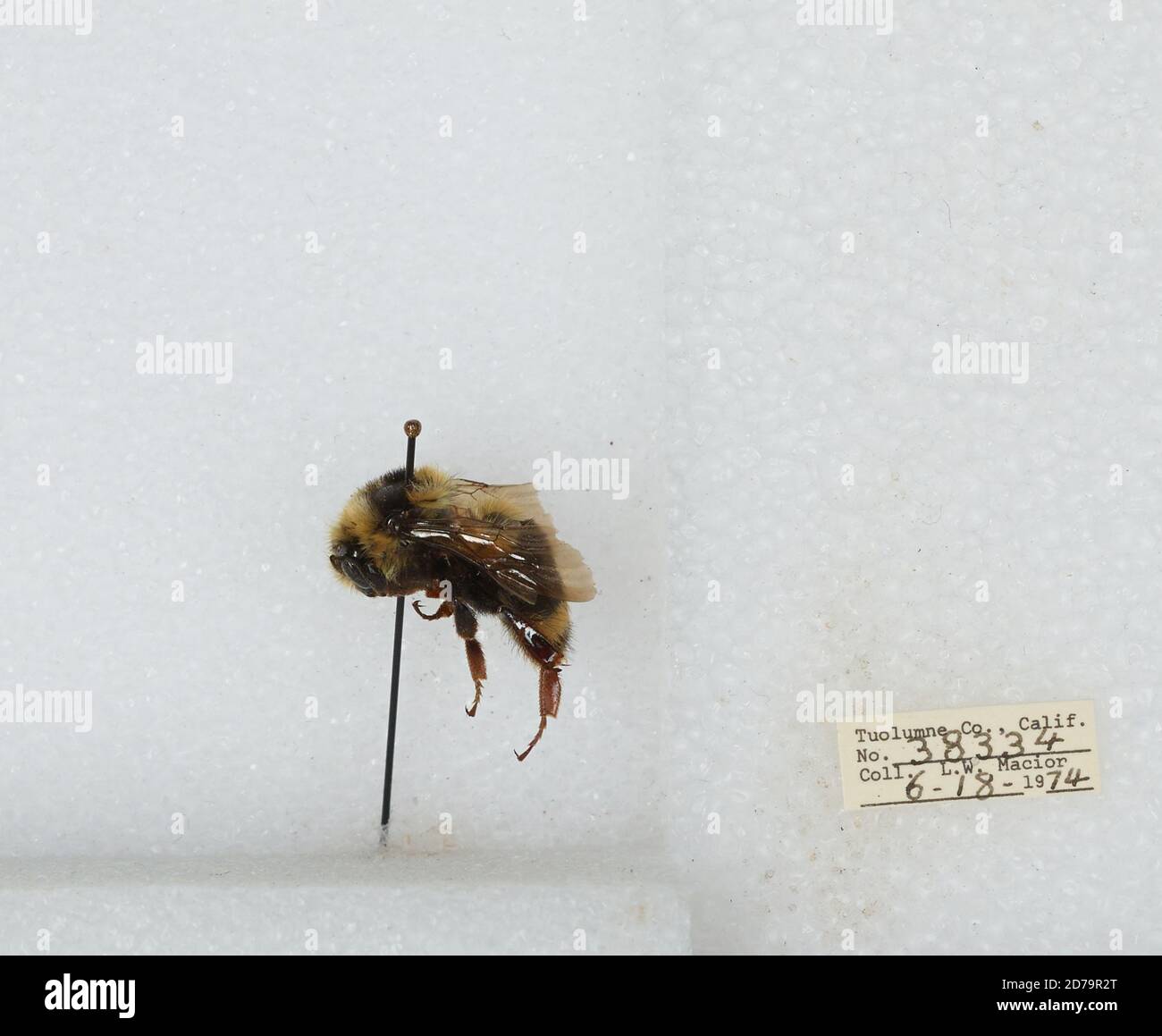 Tuolumne, California, United States, Bombus bifarius nearcticus ...
