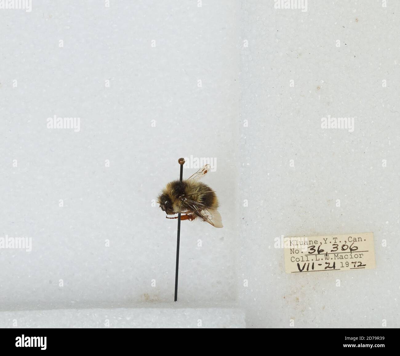 Kluane, Yukon Territory, Canada, Bombus bifarius nearcticus, Animalia ...