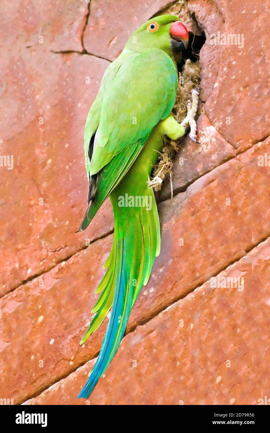 Colorful parrot on the wall Stock Photo - Alamy