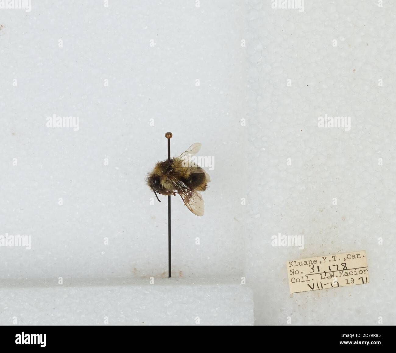 Kluane, Yukon Territory, Canada, Bombus bifarius nearcticus, Animalia ...