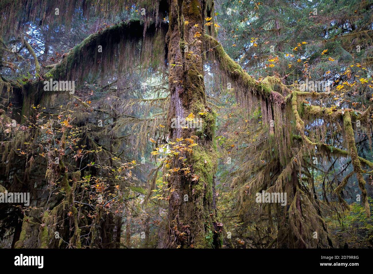 October 4, 2020: The dense old growth forest of the Hot Rain Forest ...