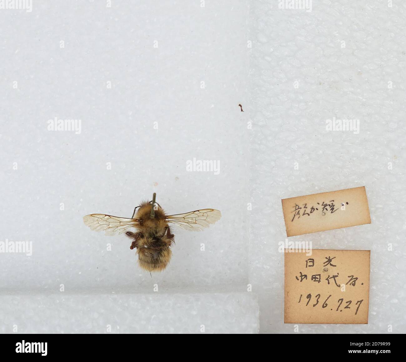 Bombus sp., Animalia, Arthropoda, Insecta, Hymenoptera, Apidae, Apinae ...