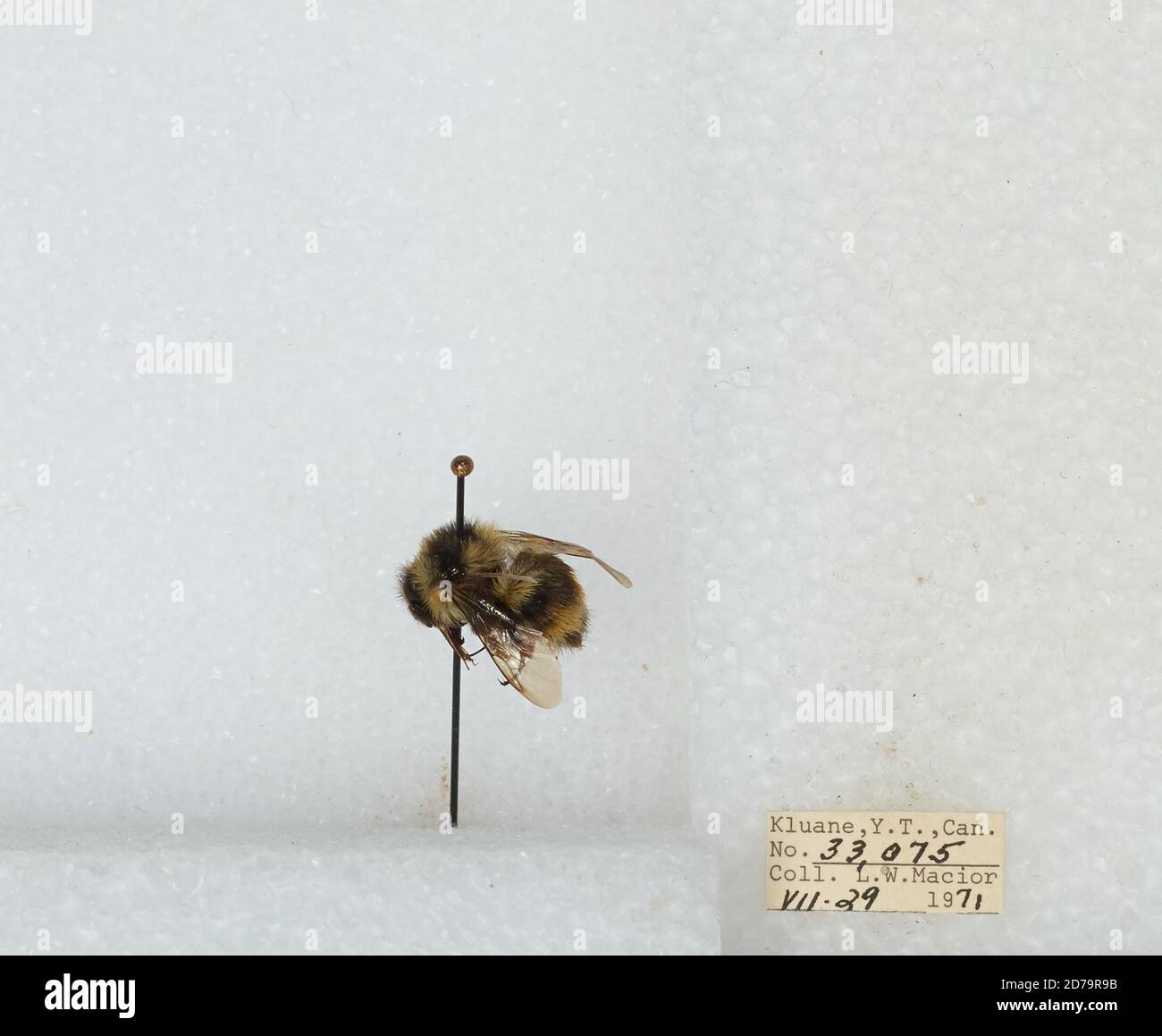 Kluane, Yukon Territory, Canada, Bombus bifarius nearcticus, Animalia, Arthropoda, Insecta ...