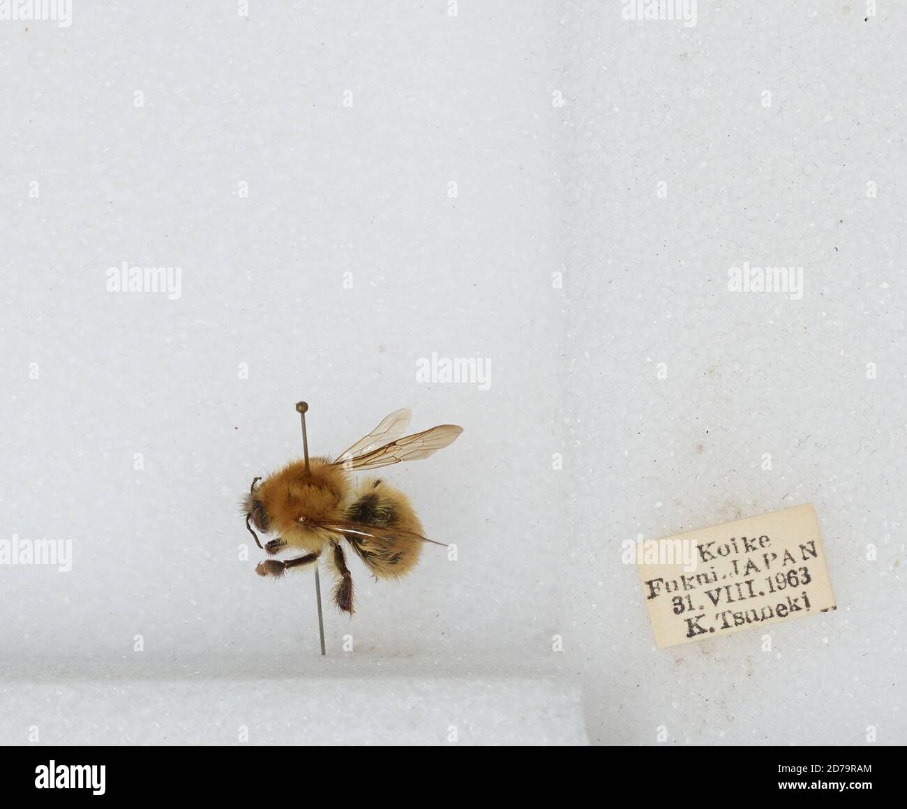 Koike, Fukui, Japan, Bombus sp., Animalia, Arthropoda, Insecta, Hymenoptera, Apidae, Apinae ...