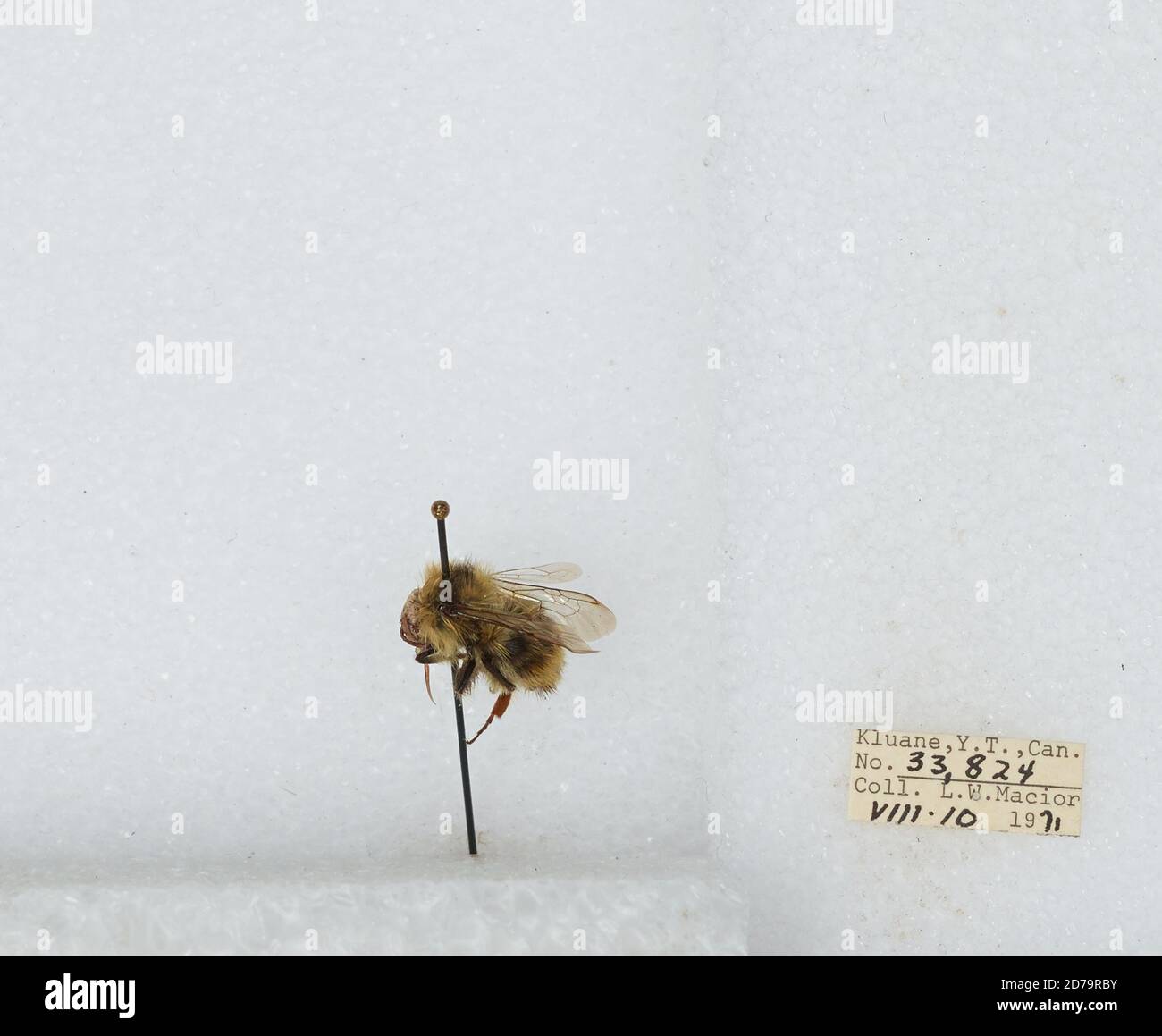 Kluane, Yukon Territory, Canada, Bombus bifarius nearcticus, Animalia ...