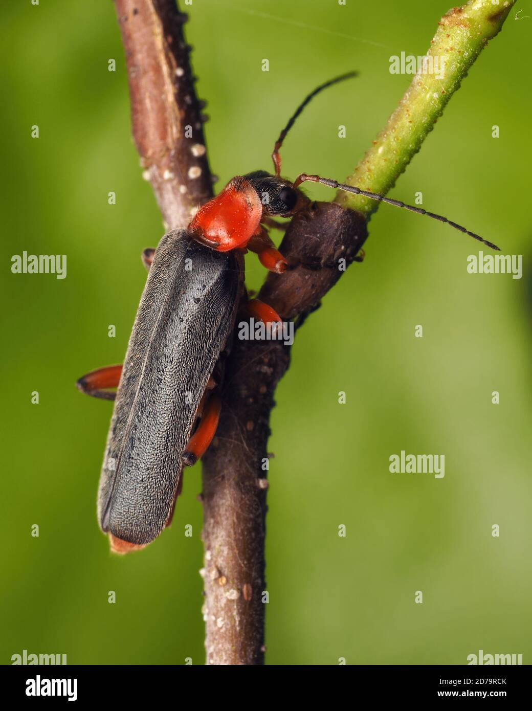 Soldier Beetle (Cantharis sp.) at rest on plant stem Stock Photo - Alamy