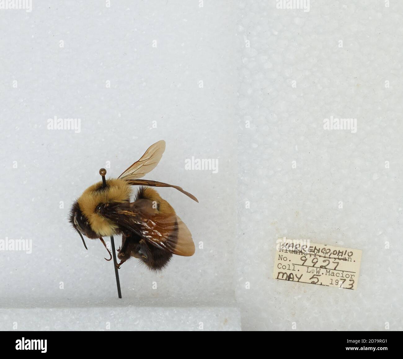 Warren, Ohio, United States, Bombus (Bombus) affinis Cresson, Animalia ...