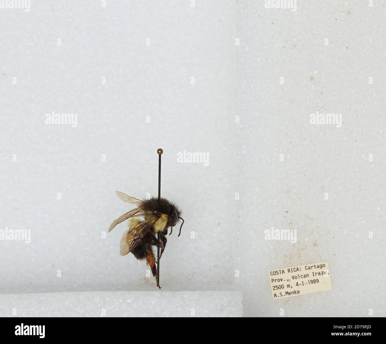 Irazu Volcano, Cartago, Costa Rica, Bombus sp., Animalia, Arthropoda ...