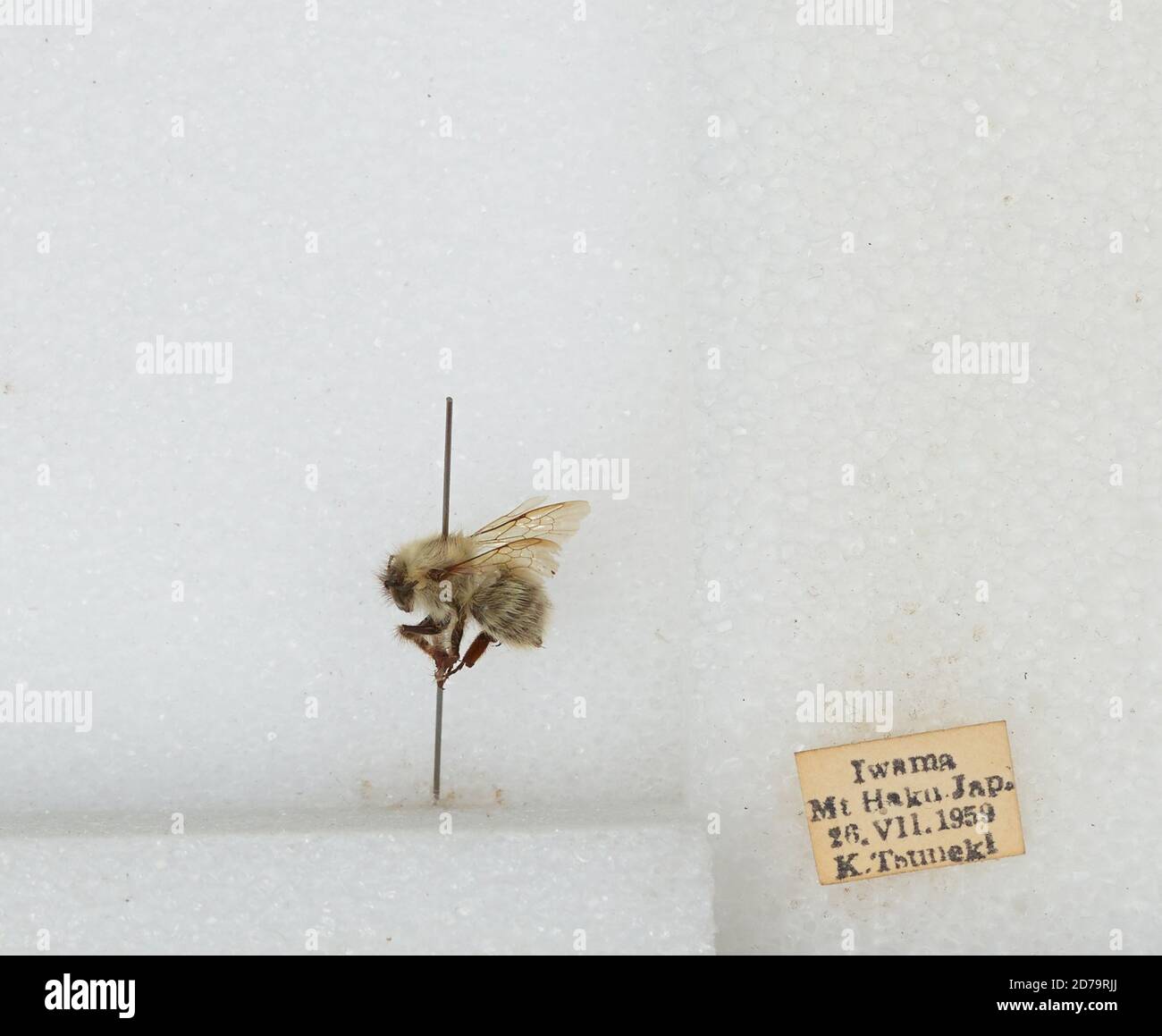 Iwama, Mount Haku, Ibaraki, Japan, Bombus sp., Animalia, Arthropoda ...