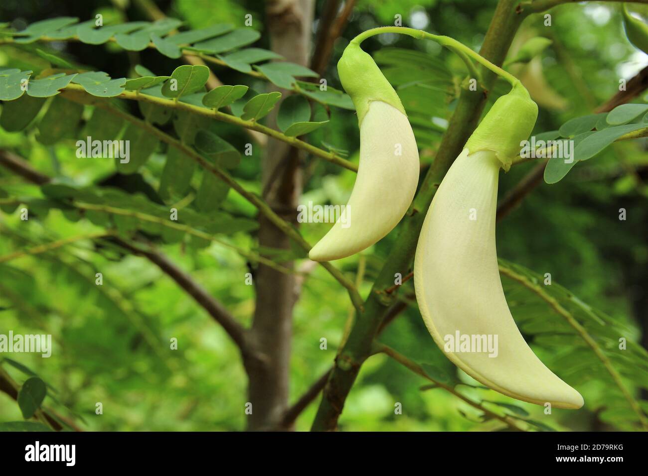 Sesbania grandiflora hi-res stock photography and images - Alamy