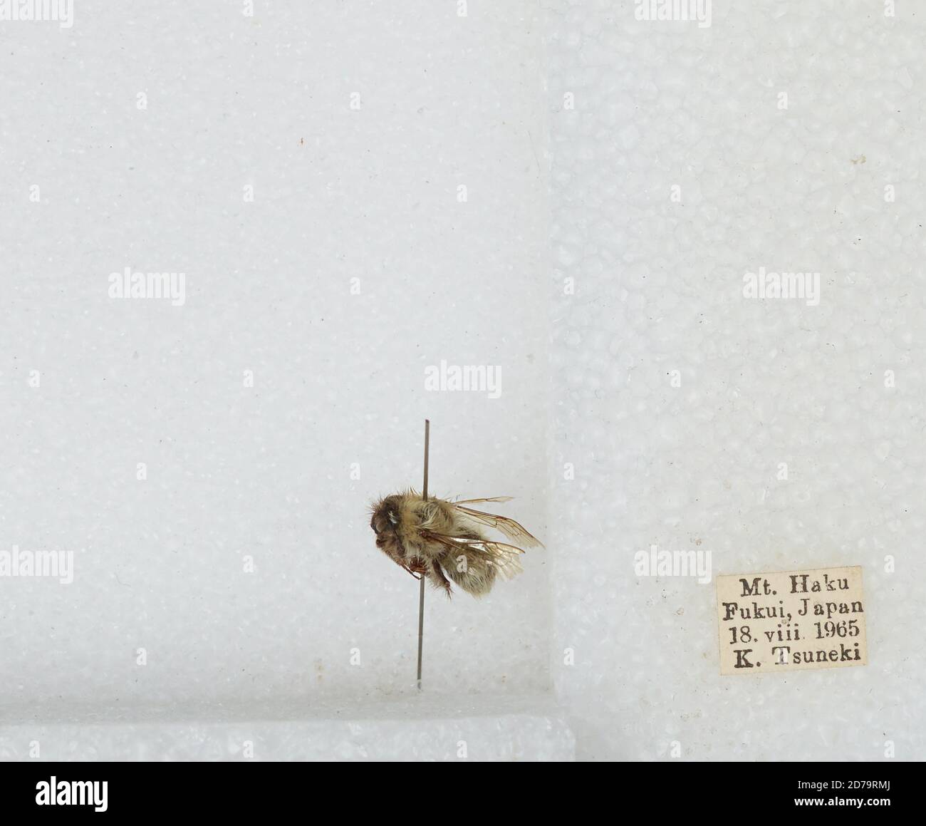 Mt. Haku, Fukui, Japan, Bombus sp., Animalia, Arthropoda, Insecta ...
