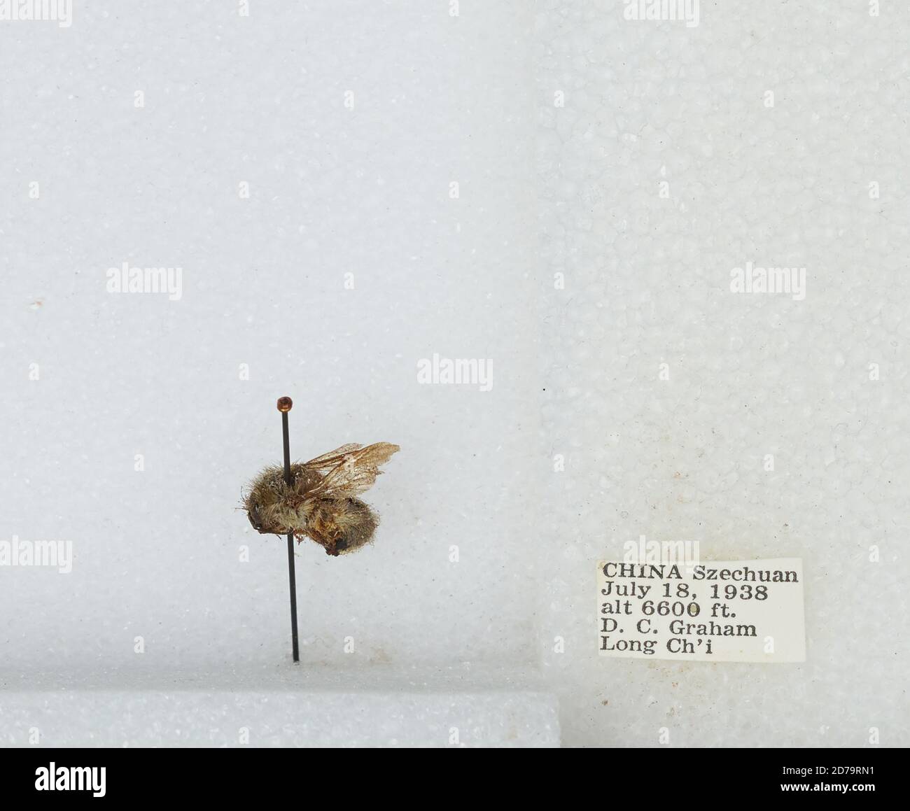 Long Ch'i, Sichuan, China, Bombus sp., Animalia, Arthropoda, Insecta ...